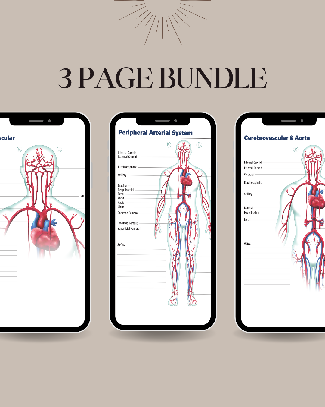 AnatomyPad | Professional Anatomy Education for Modern Healthcare ...