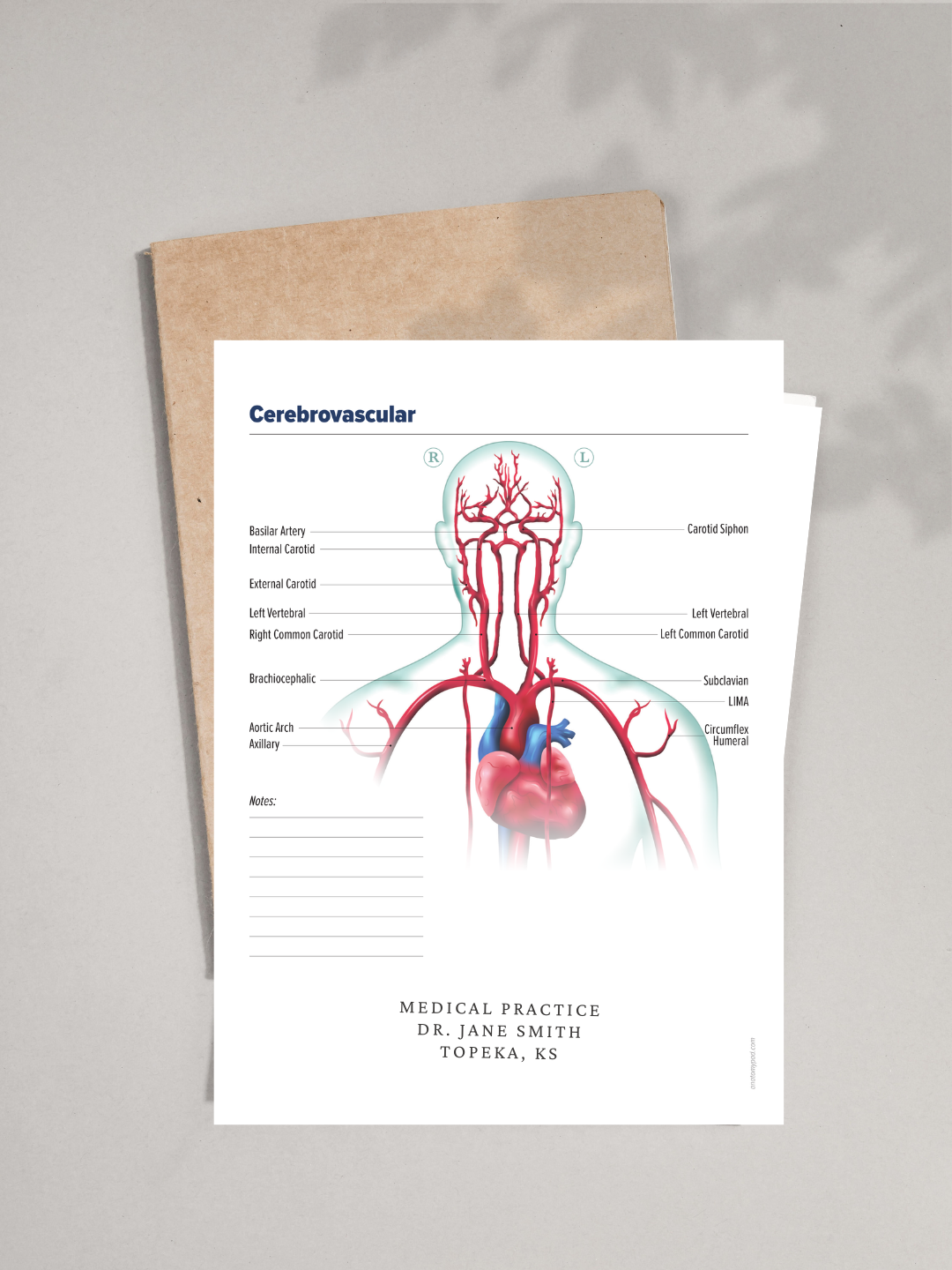 AnatomyPad | Professional Anatomy Education for Modern Healthcare ...
