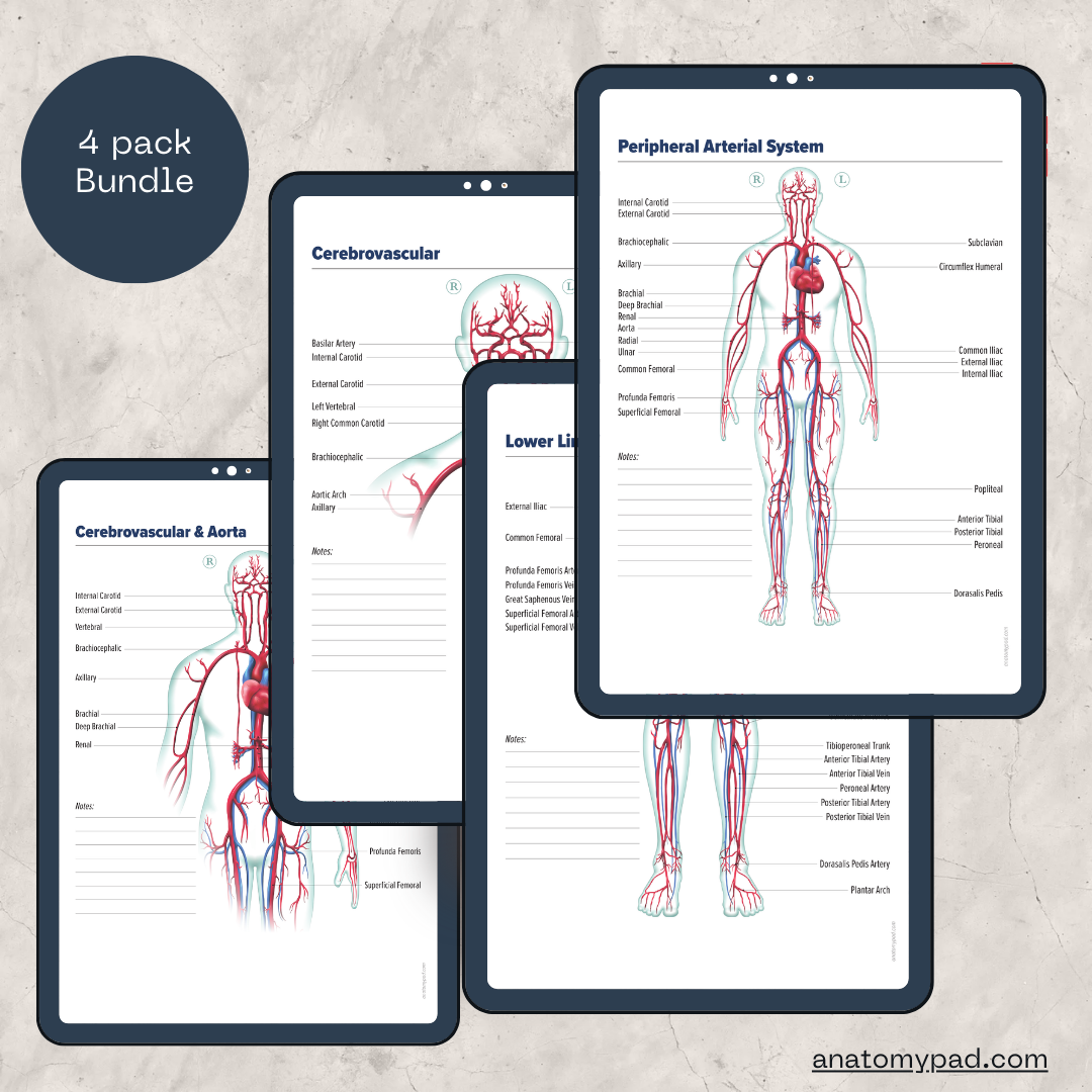 AnatomyPad | Professional Anatomy Education for Modern Healthcare ...