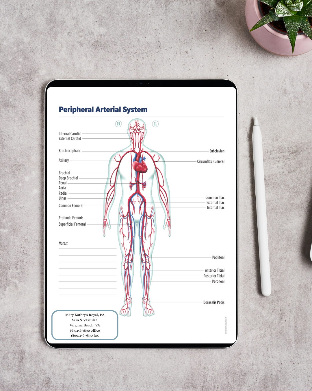 AnatomyPad | Professional Anatomy Education for Modern Healthcare ...